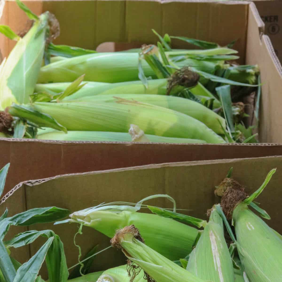 How to Freeze Fresh Corn