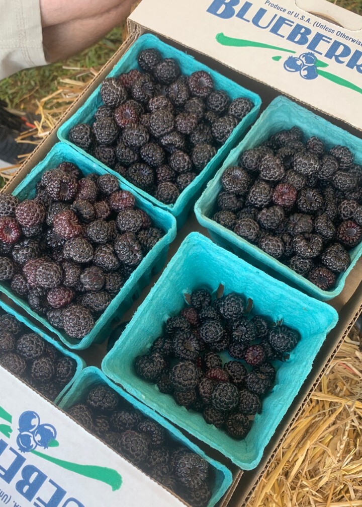 The Berry's Journey: Step-by-Step